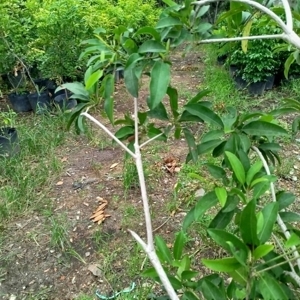 Cây Hồng Sam, nơi bán giá rẻ, uy tín, chất lượng nhất | Websosanh